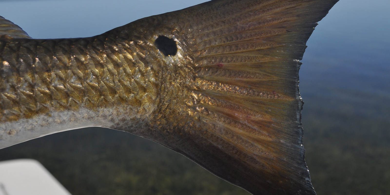Redfish - Captain Zach Stells